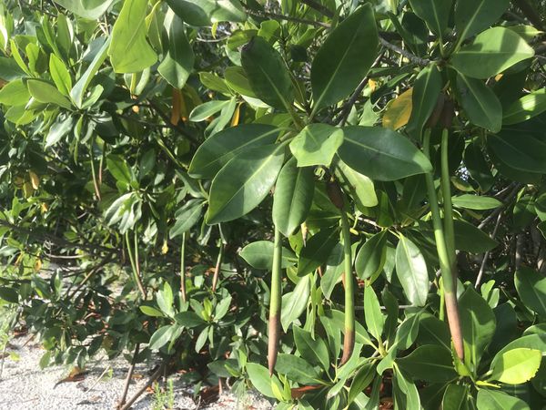 What are propagules? - SANIBEL-CAPTIVA - Island Reporter, Islander and ...